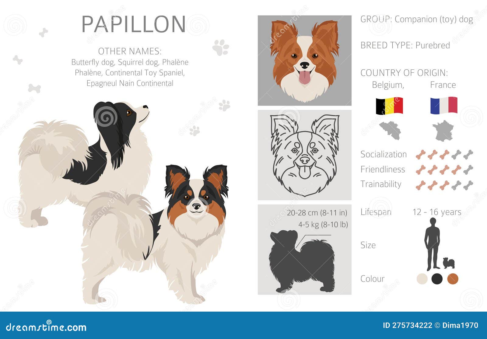 Papillon Clipart. Different Poses, Coat Colors Set Stock Vector ...