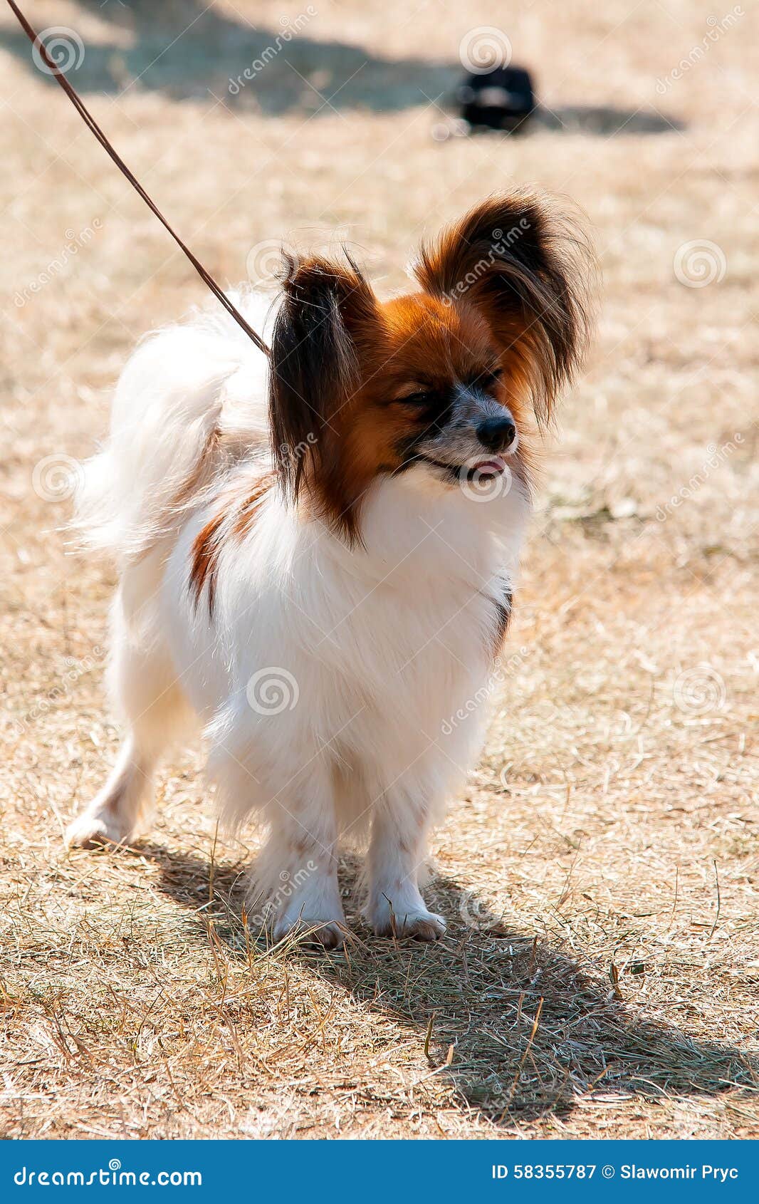 Papillon stock image. Image of loyal, spaniel, race, mammal - 58355787