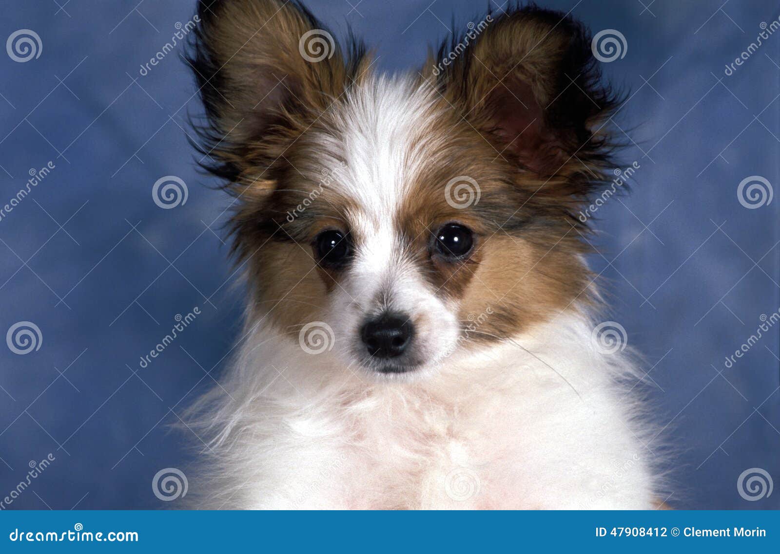 Papillon Continental Toy Spaniel Stock Photo - Image of papillon ...