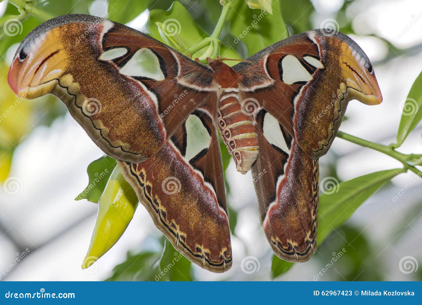 Papillon D'atlas D'empereur Image stock - Image du fractionnement ...