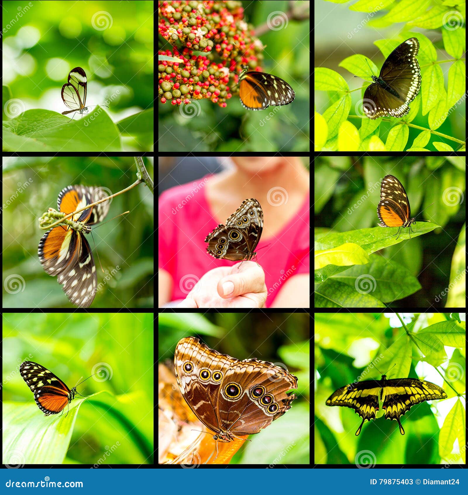 Papillon D'insecte De Collage Sur Le Fond Noir Image stock - Image du ...