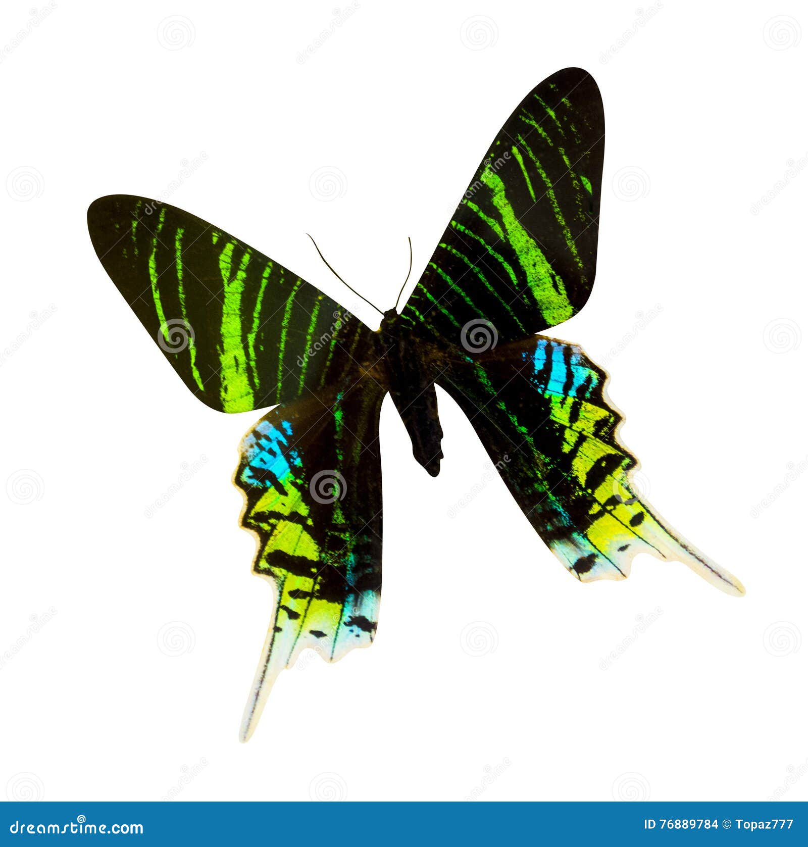 Papillon D'Urania Madagascar Photo stock - Image du coloré, nature ...