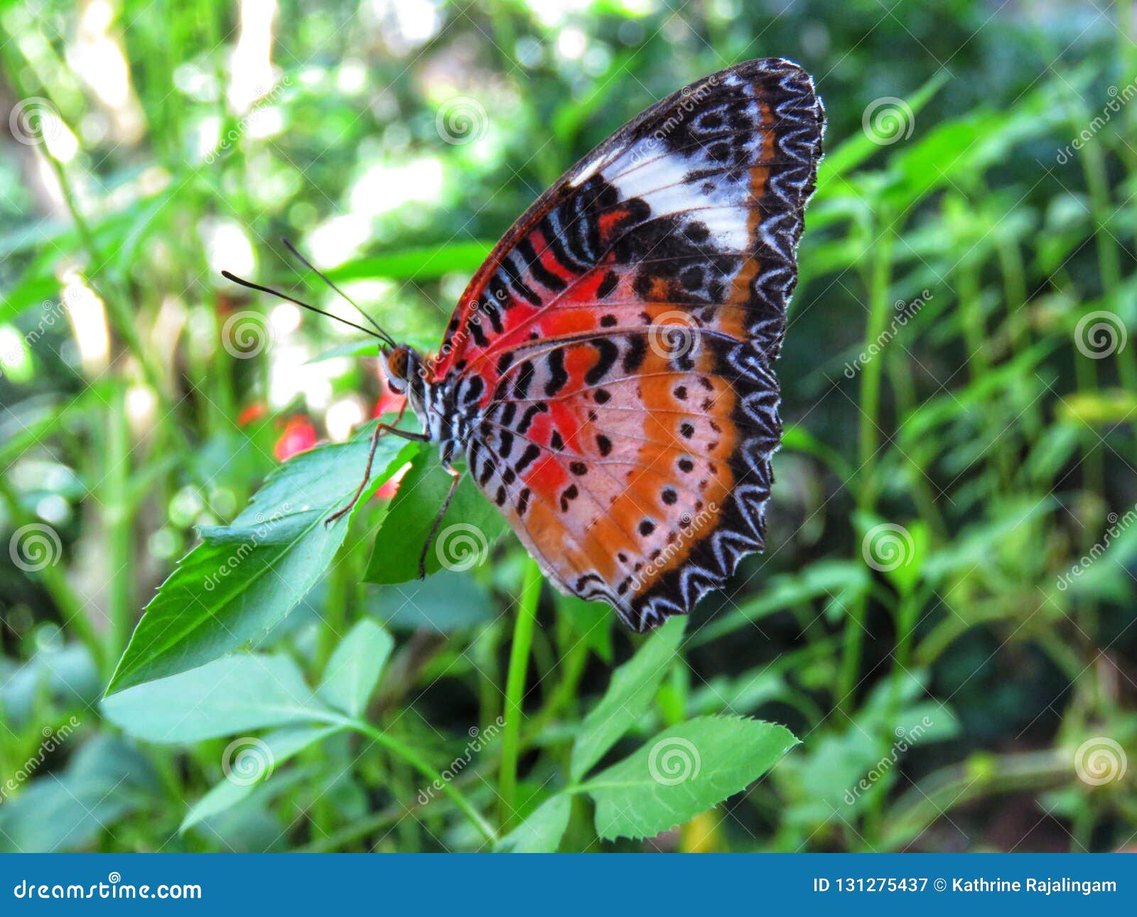Papillon dans son habitat image stock. Image du ressort - 131275437