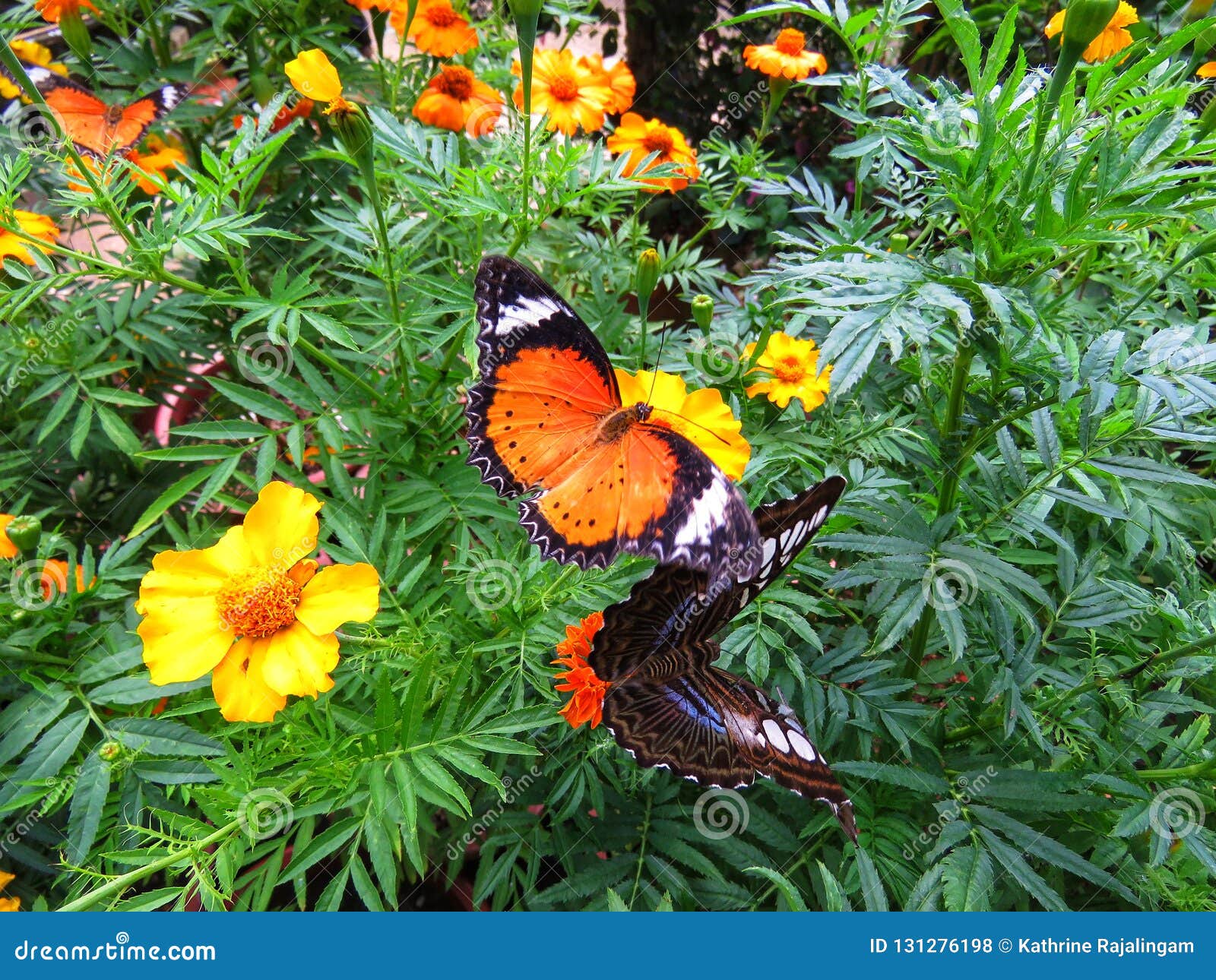 Papillon dans son habitat photo stock. Image du environnement - 131276198