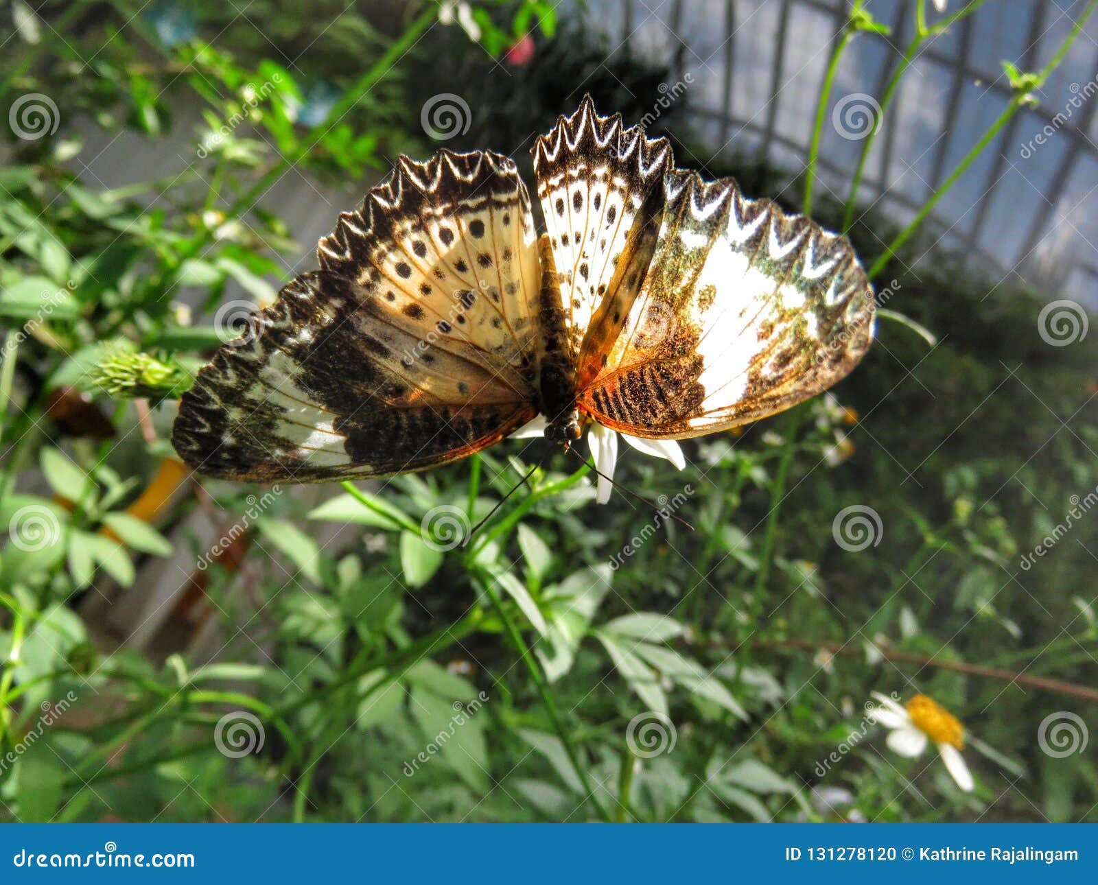 Papillon dans son habitat photo stock. Image du vert - 131278120