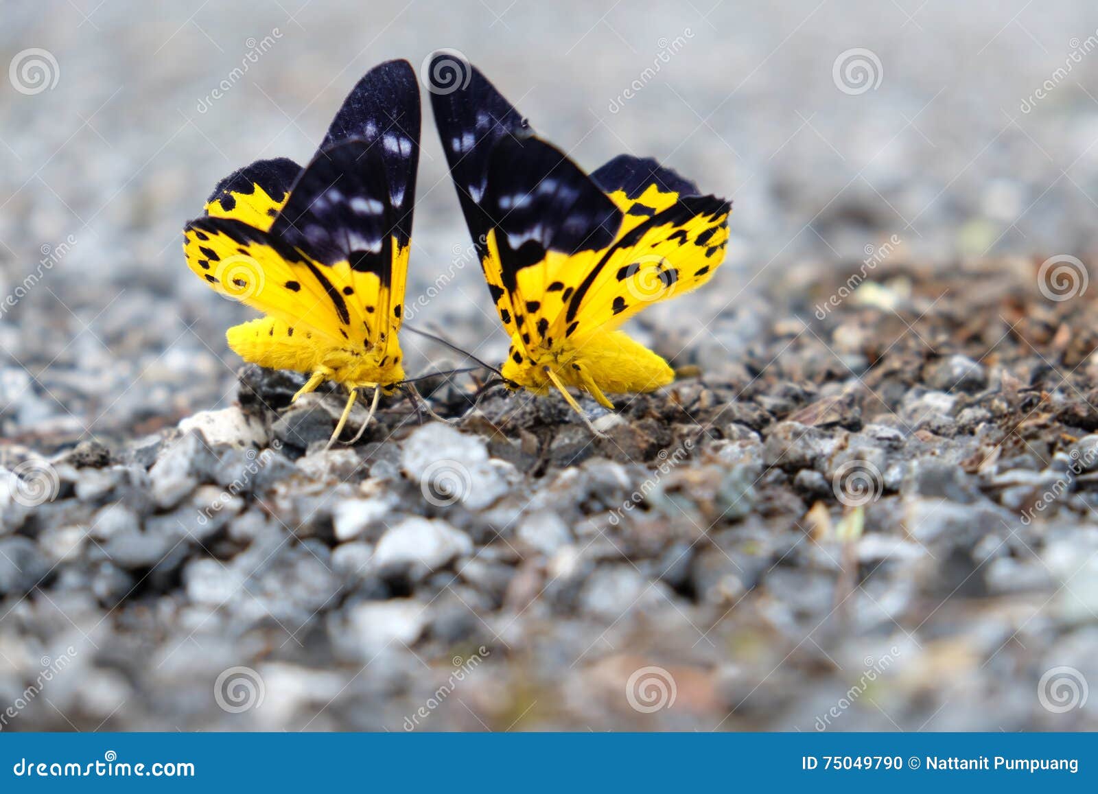 Papillon de couples photo stock. Image du confrontez - 75049790
