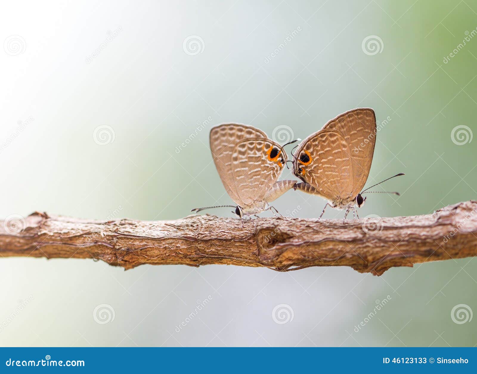 Papillon De Couples Faisant L'amour Image stock - Image du race ...