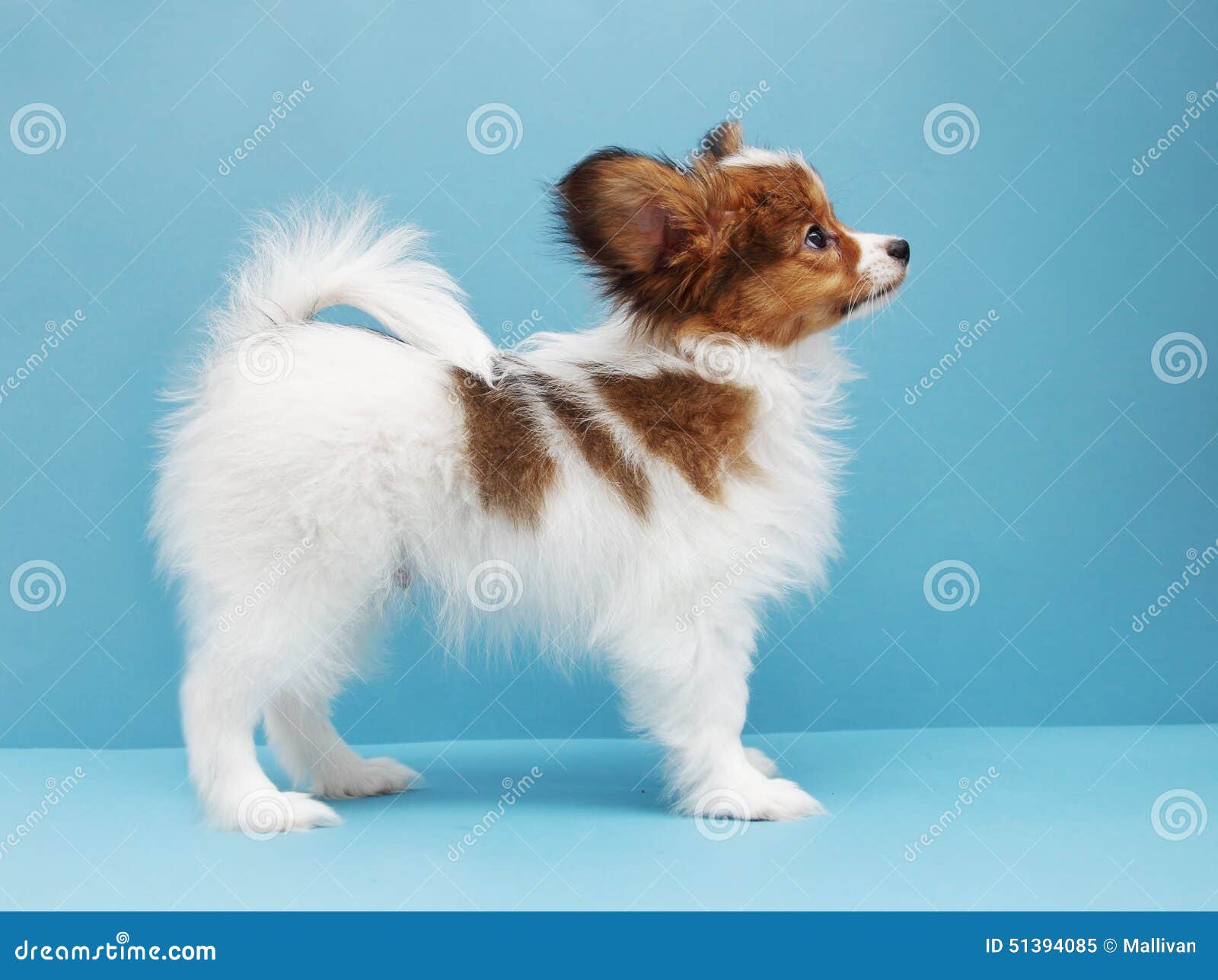 Papillon De La Raza Del Perro Imagen de archivo - Imagen de frente ...