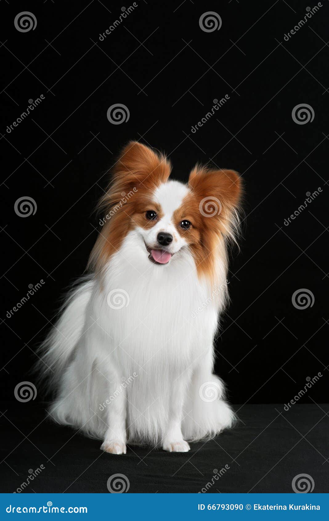 Papillon De La Raza Del Perro Foto de archivo - Imagen de capa ...