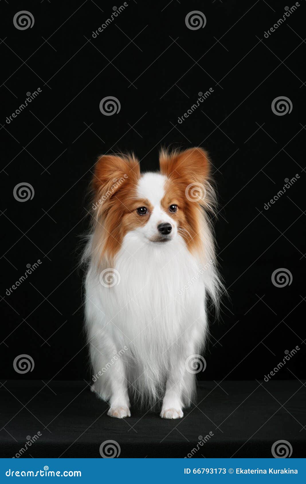 Papillon De La Raza Del Perro Imagen de archivo - Imagen de hierba ...