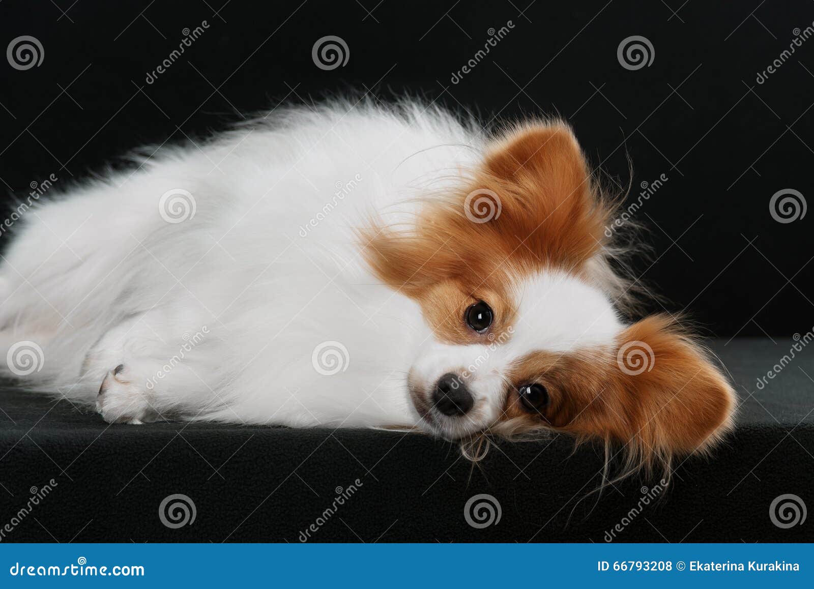 Papillon De La Raza Del Perro Foto de archivo - Imagen de negro, hierba ...