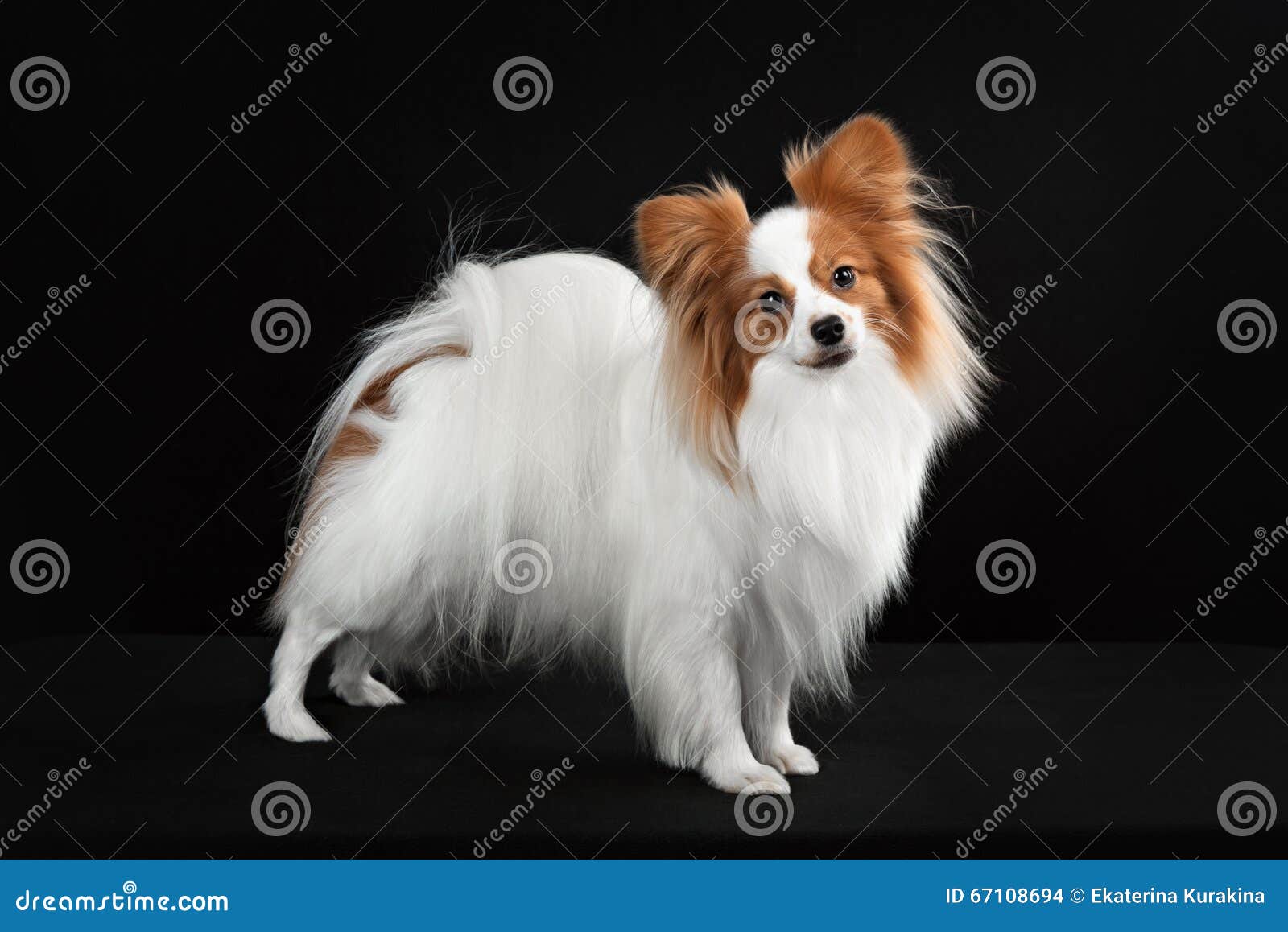 Papillon De La Raza Del Perro Foto de archivo - Imagen de color, lindo ...