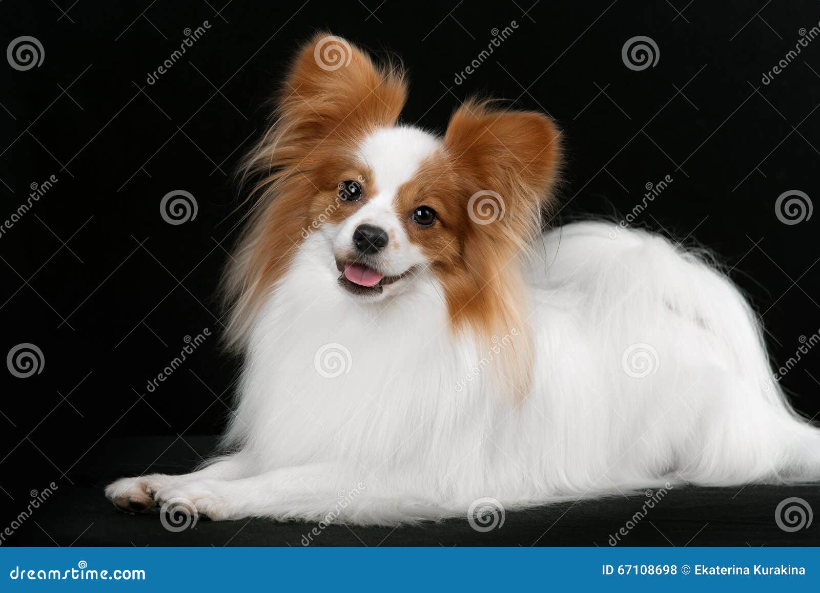Papillon De La Raza Del Perro Foto de archivo - Imagen de hermoso ...