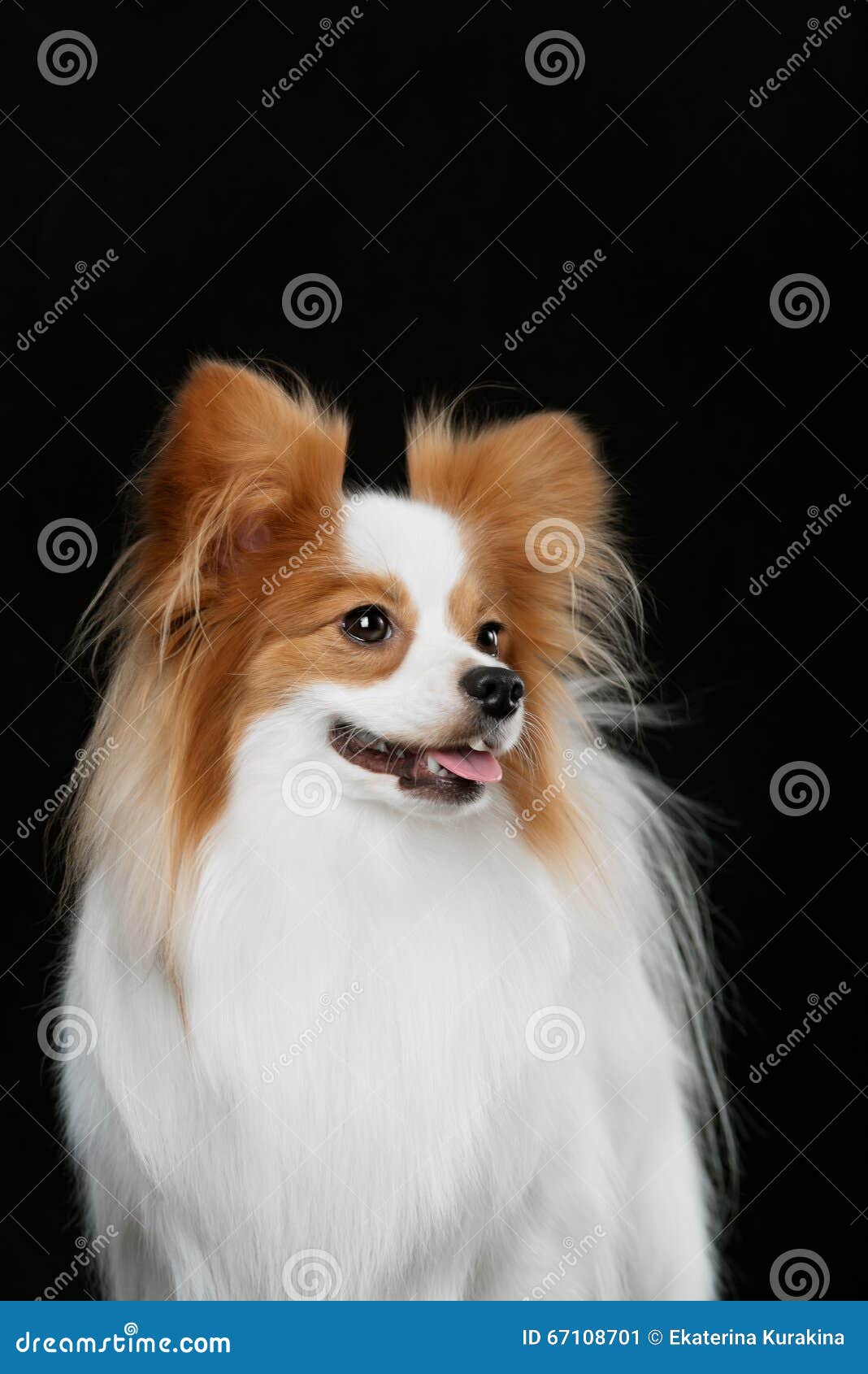 Papillon De La Raza Del Perro Imagen de archivo - Imagen de perrito ...
