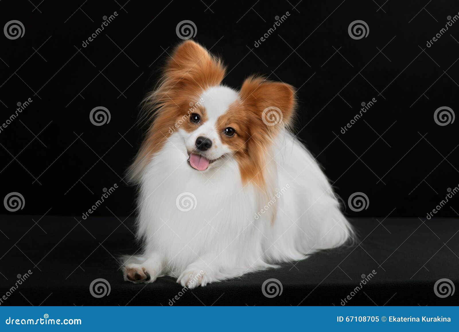 Papillon De La Raza Del Perro Imagen de archivo - Imagen de piel, negro ...
