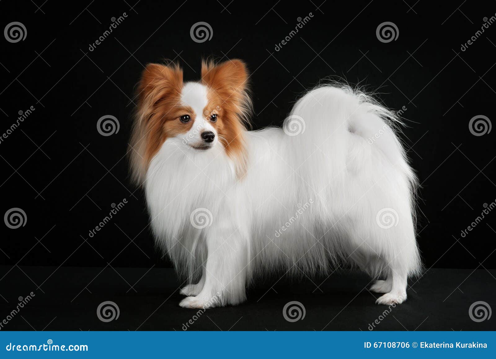 Papillon De La Raza Del Perro Foto de archivo - Imagen de mascota ...