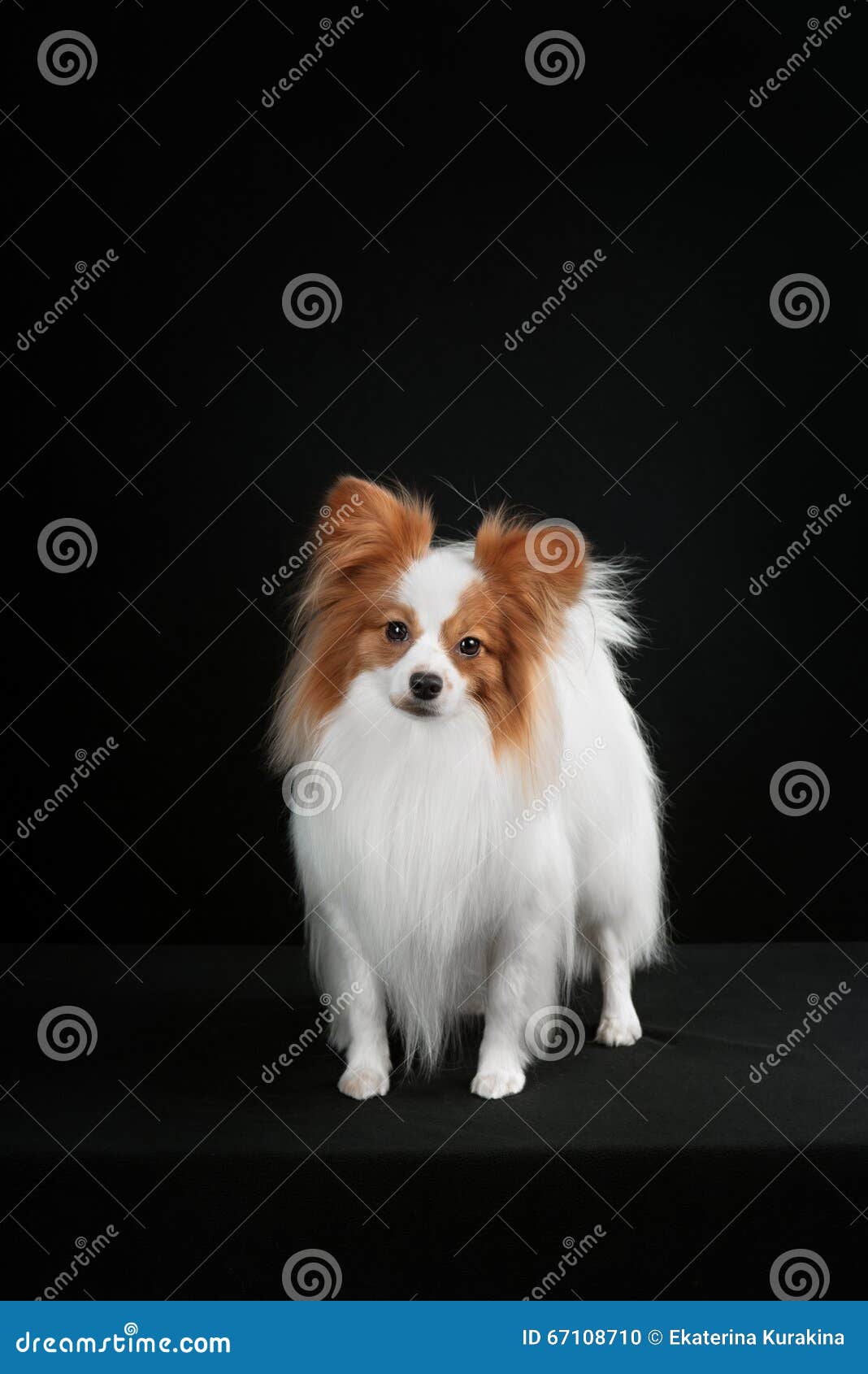 Papillon De La Raza Del Perro Foto de archivo - Imagen de hierba, casta ...