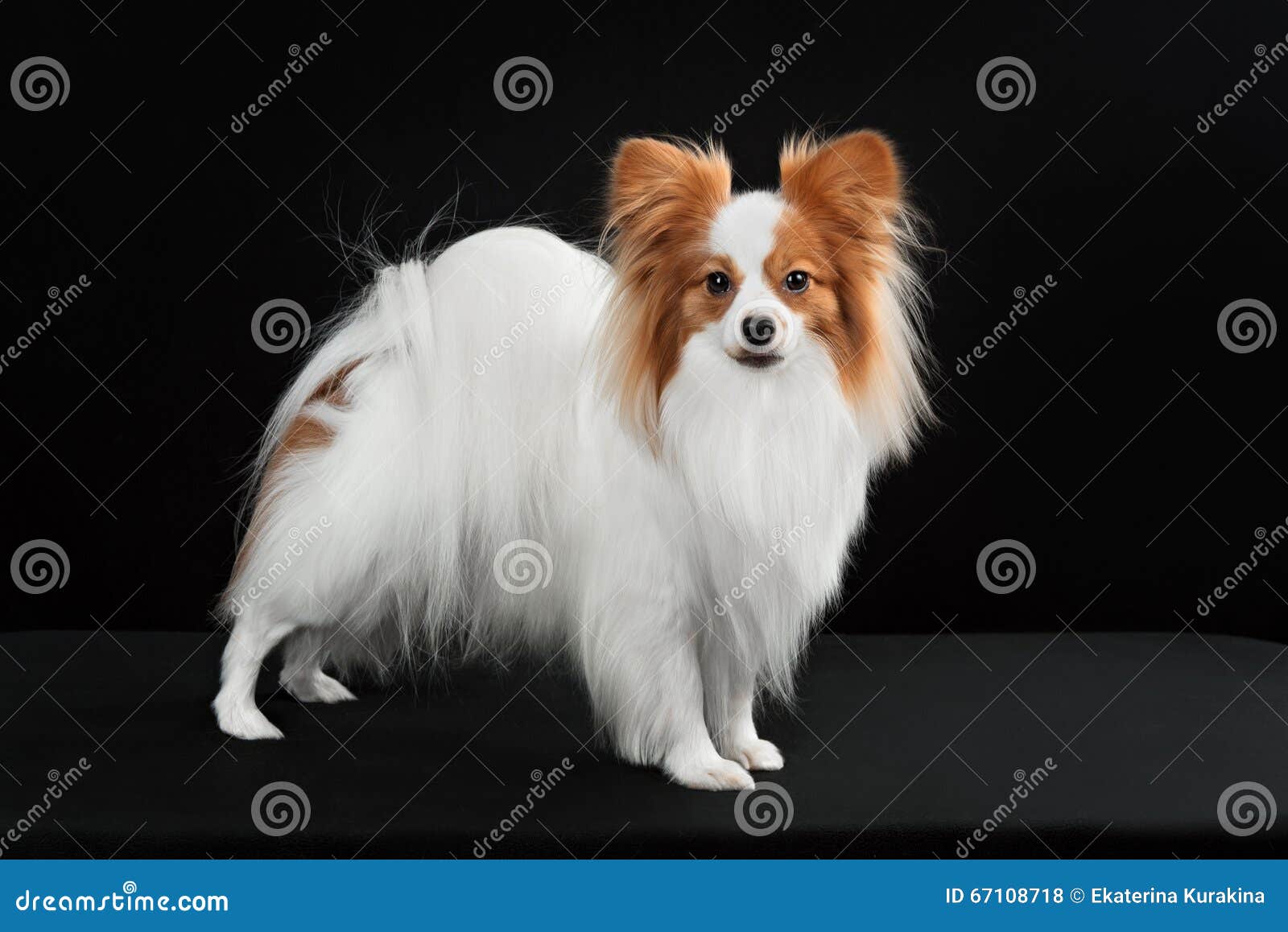 Papillon De La Raza Del Perro Foto de archivo - Imagen de poco, canino ...