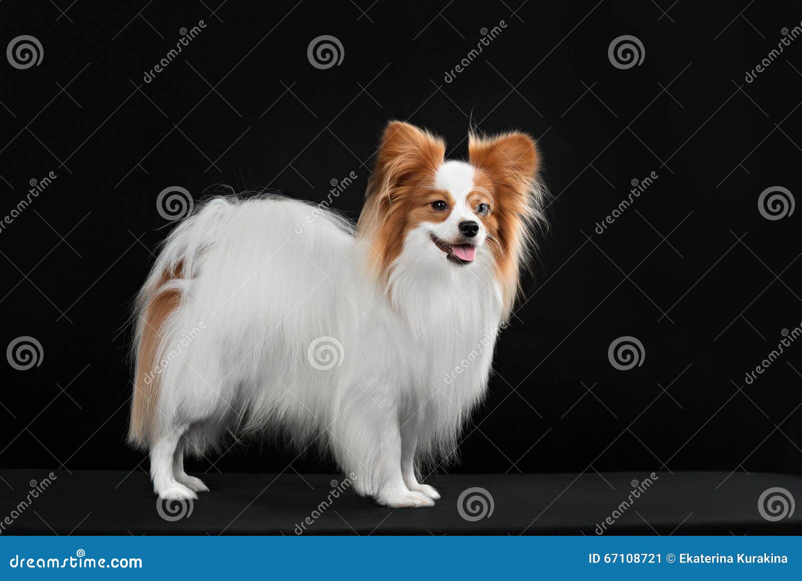 Papillon De La Raza Del Perro Imagen de archivo - Imagen de mascotas ...