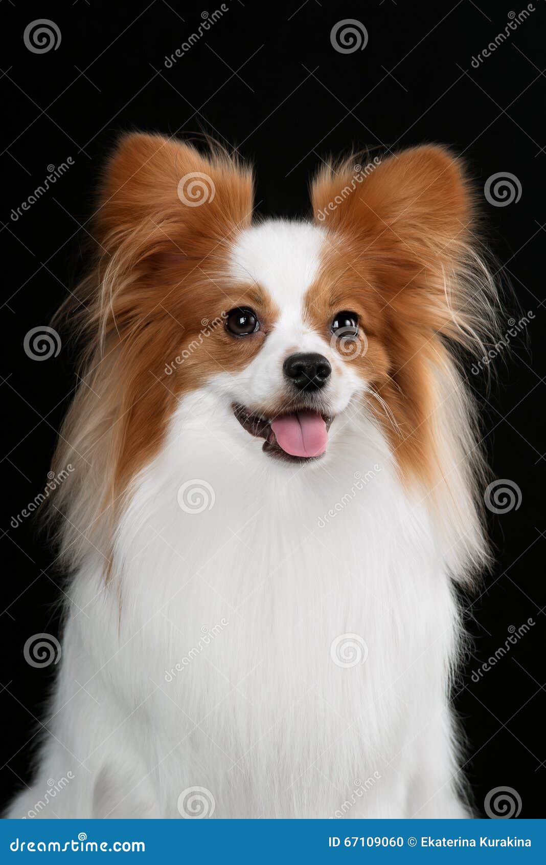 Papillon De La Raza Del Perro Foto de archivo - Imagen de casta ...