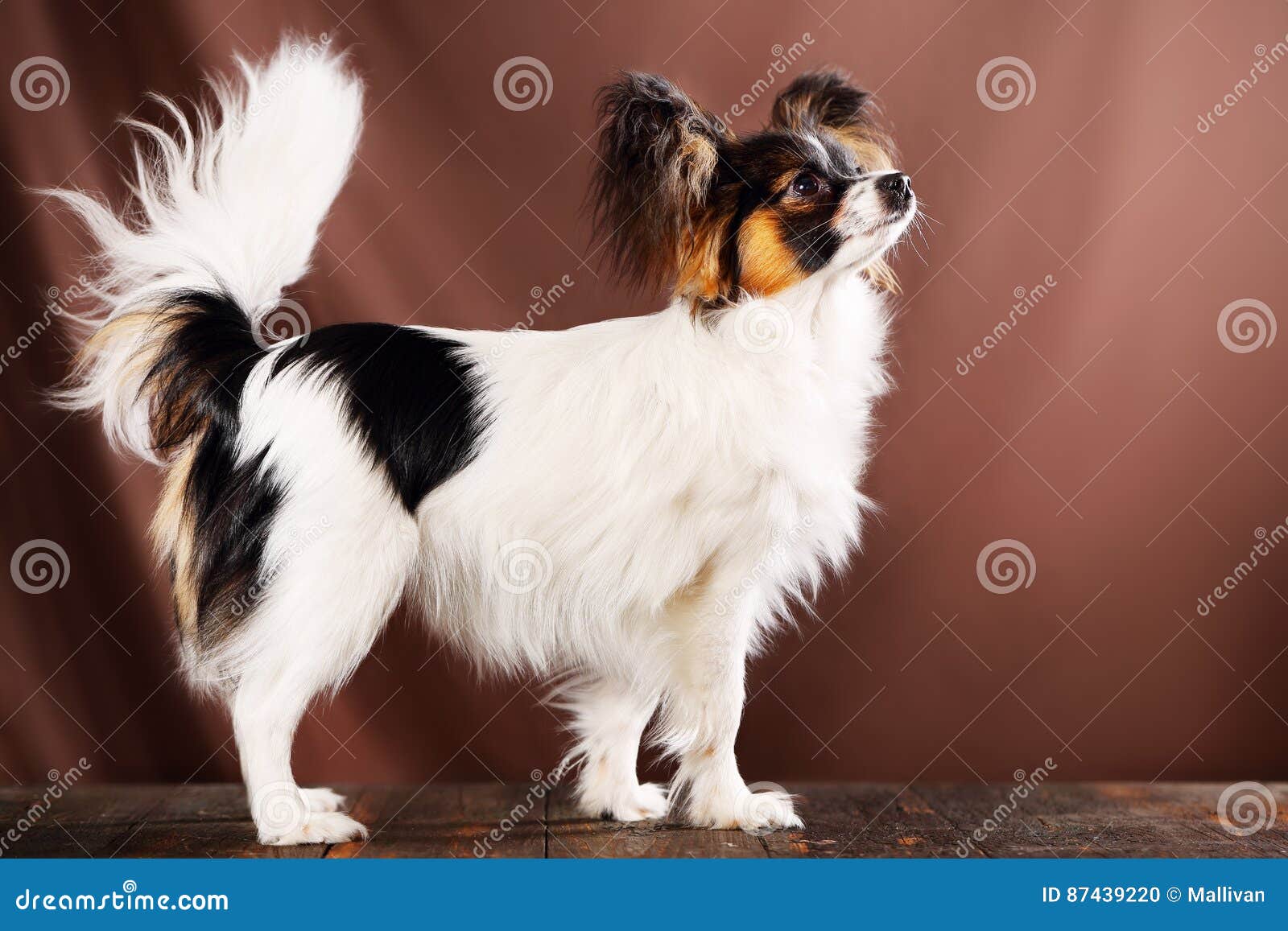 Papillon De La Raza Del Perro Foto de archivo - Imagen de viejo ...