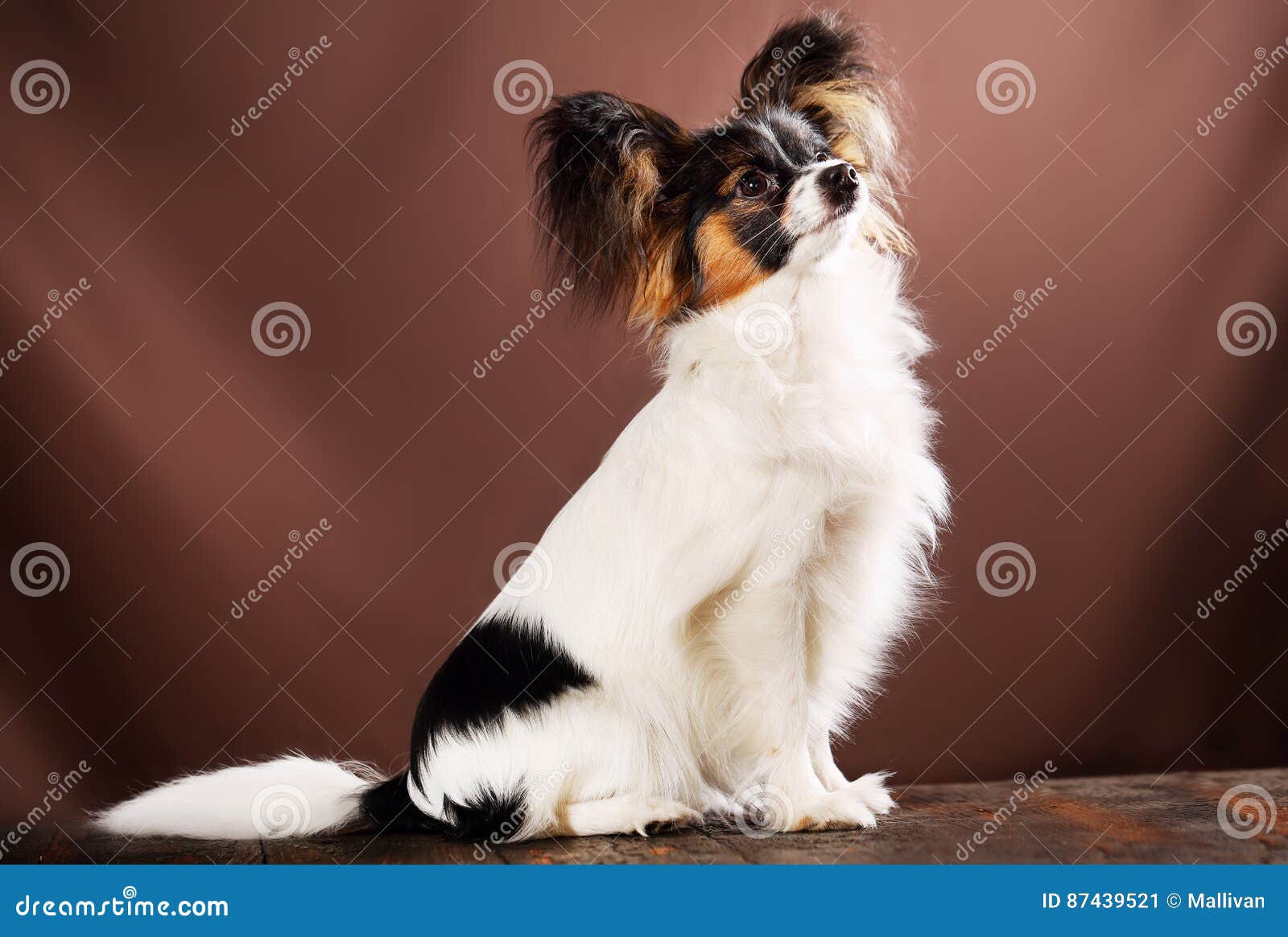 Papillon De La Raza Del Perro Imagen de archivo - Imagen de mascota ...