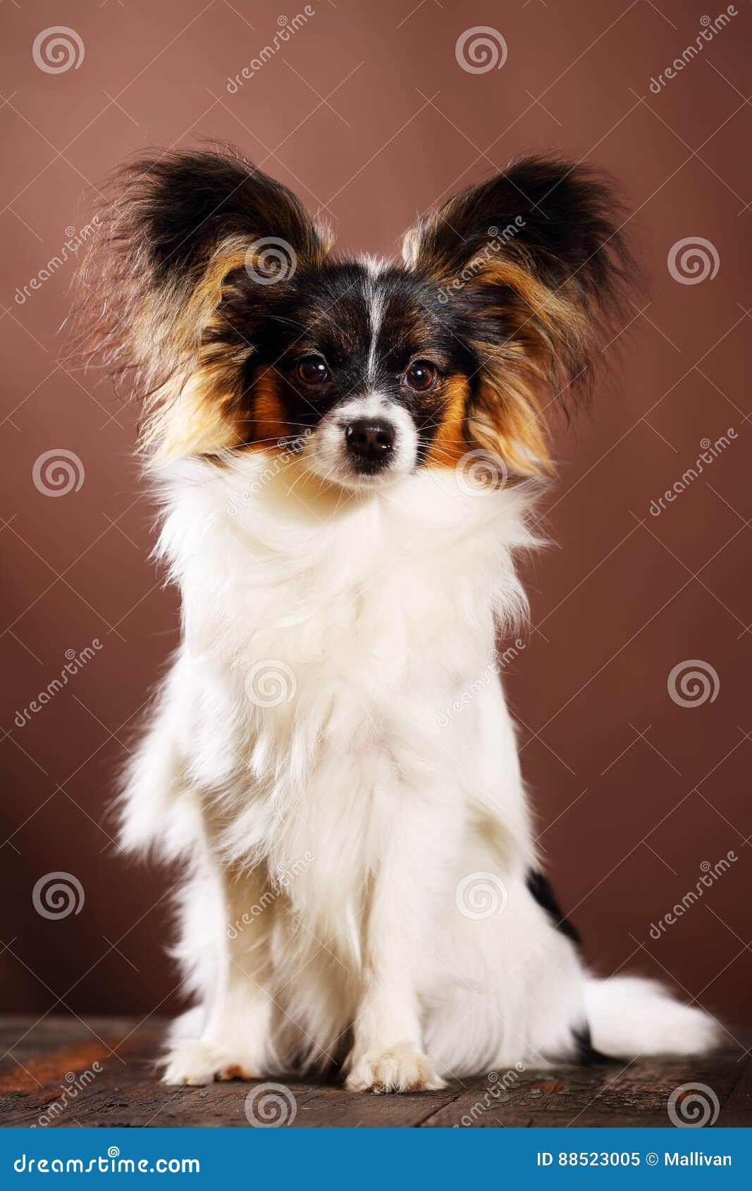 Papillon De La Raza Del Perro Imagen de archivo - Imagen de peludo ...