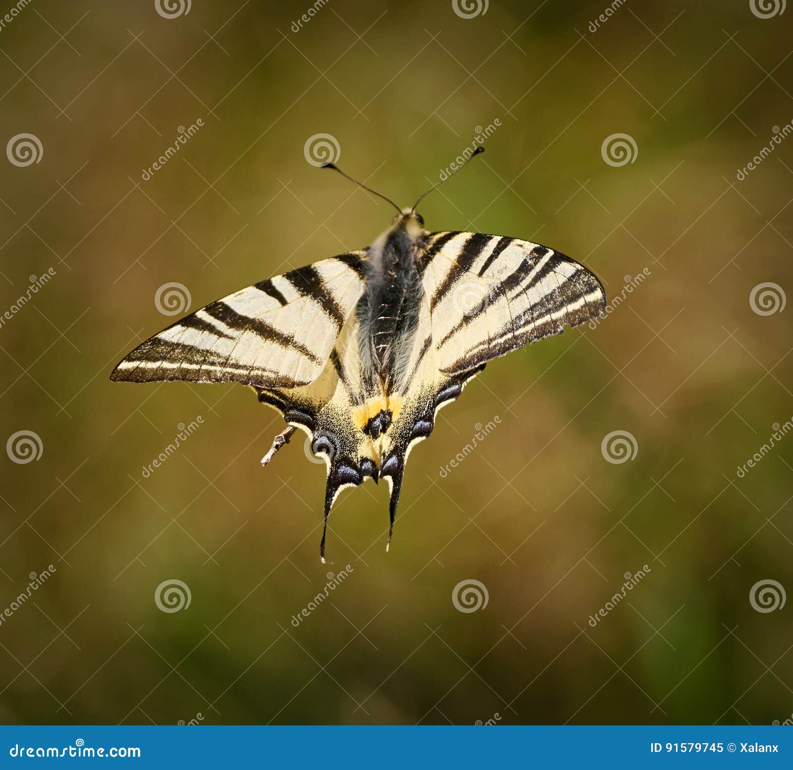 Papillon de machaon en vol image stock. Image du entomologie - 91579745