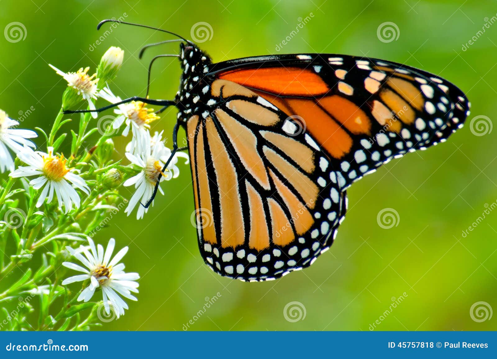 Papillon de monarque photo stock. Image du environnement - 45757818