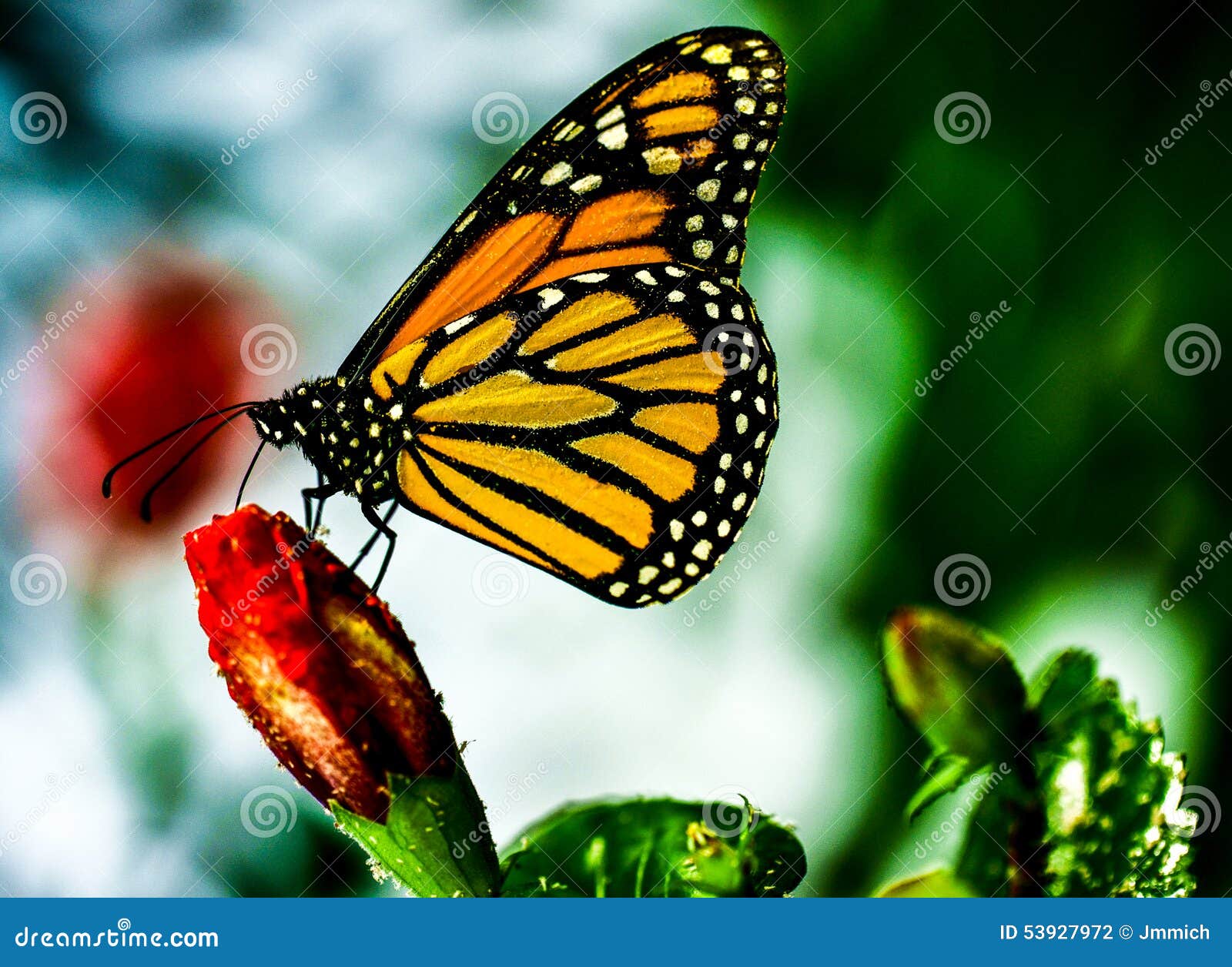 Papillon de monarque photo stock. Image of fleur, papillon - 53927972