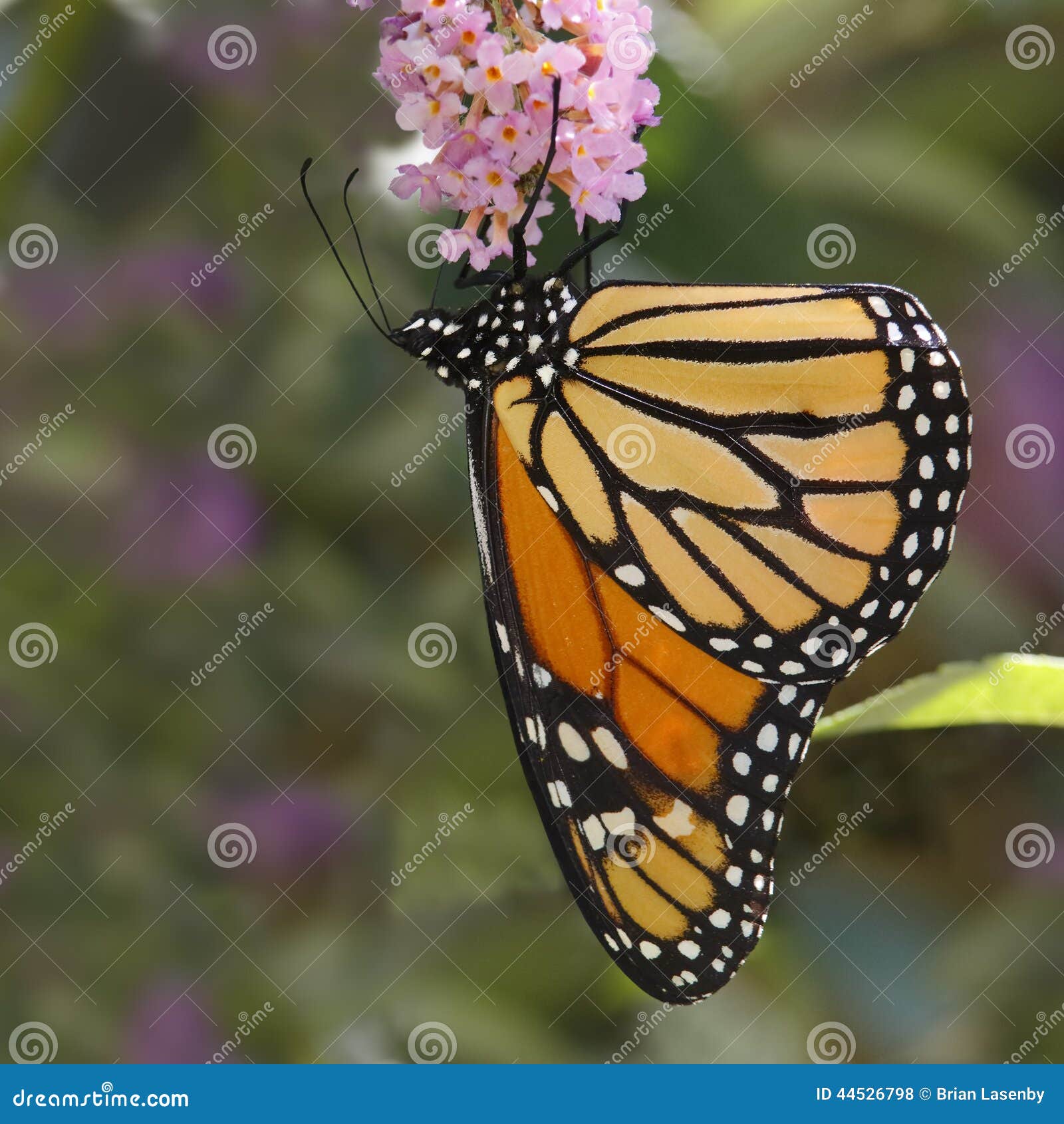 Papillon De Monarque Sur Le Papillon Bush Photo stock - Image du canada ...