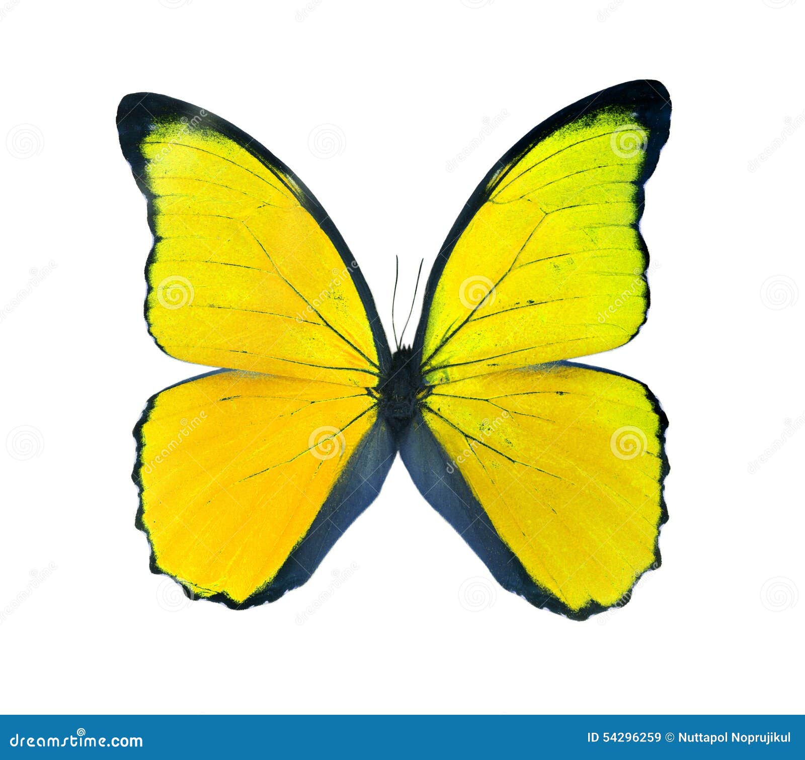 Papillon Jaune