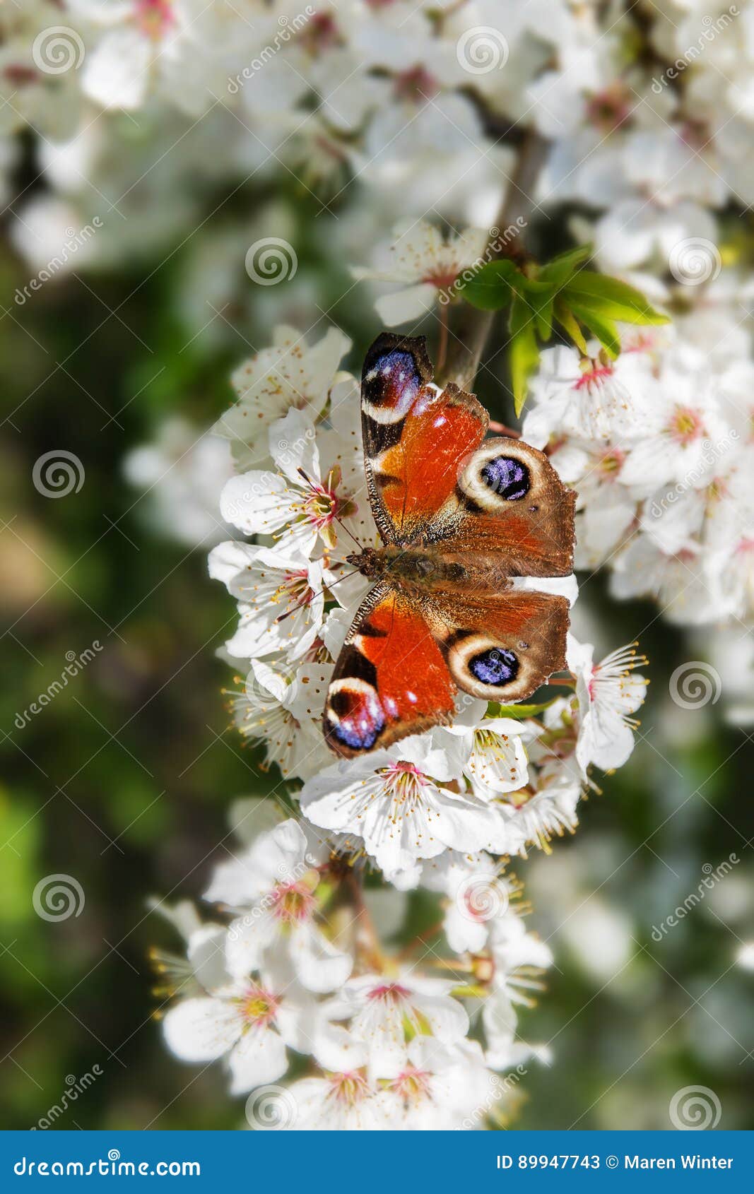 Papillon De Paon Aglais E/S Sur Les Fleurs Blanches D'un Fruit T Image ...