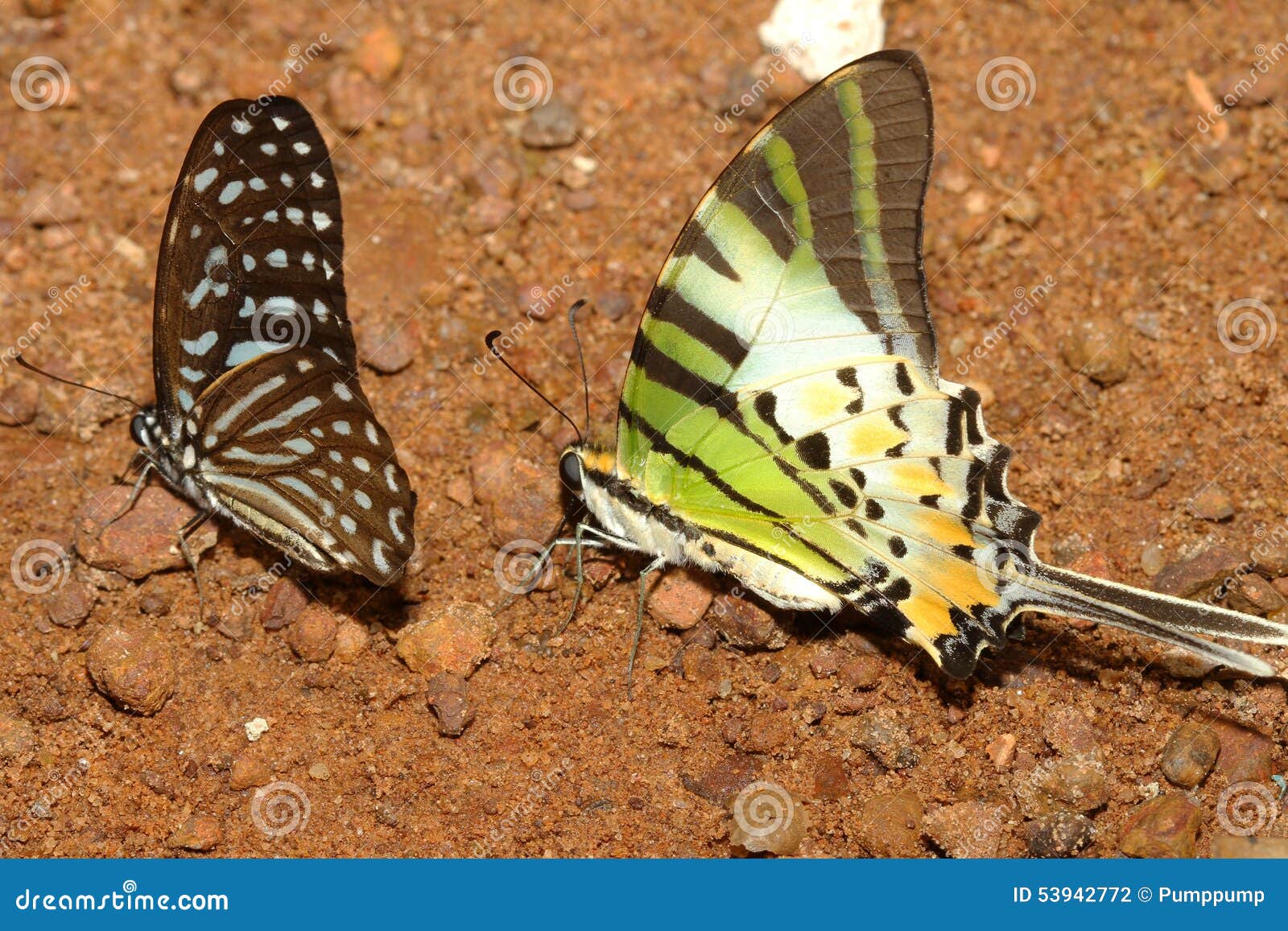Papillon Deux Sur La Terre Dans La Forêt Photo stock - Image du oeil ...