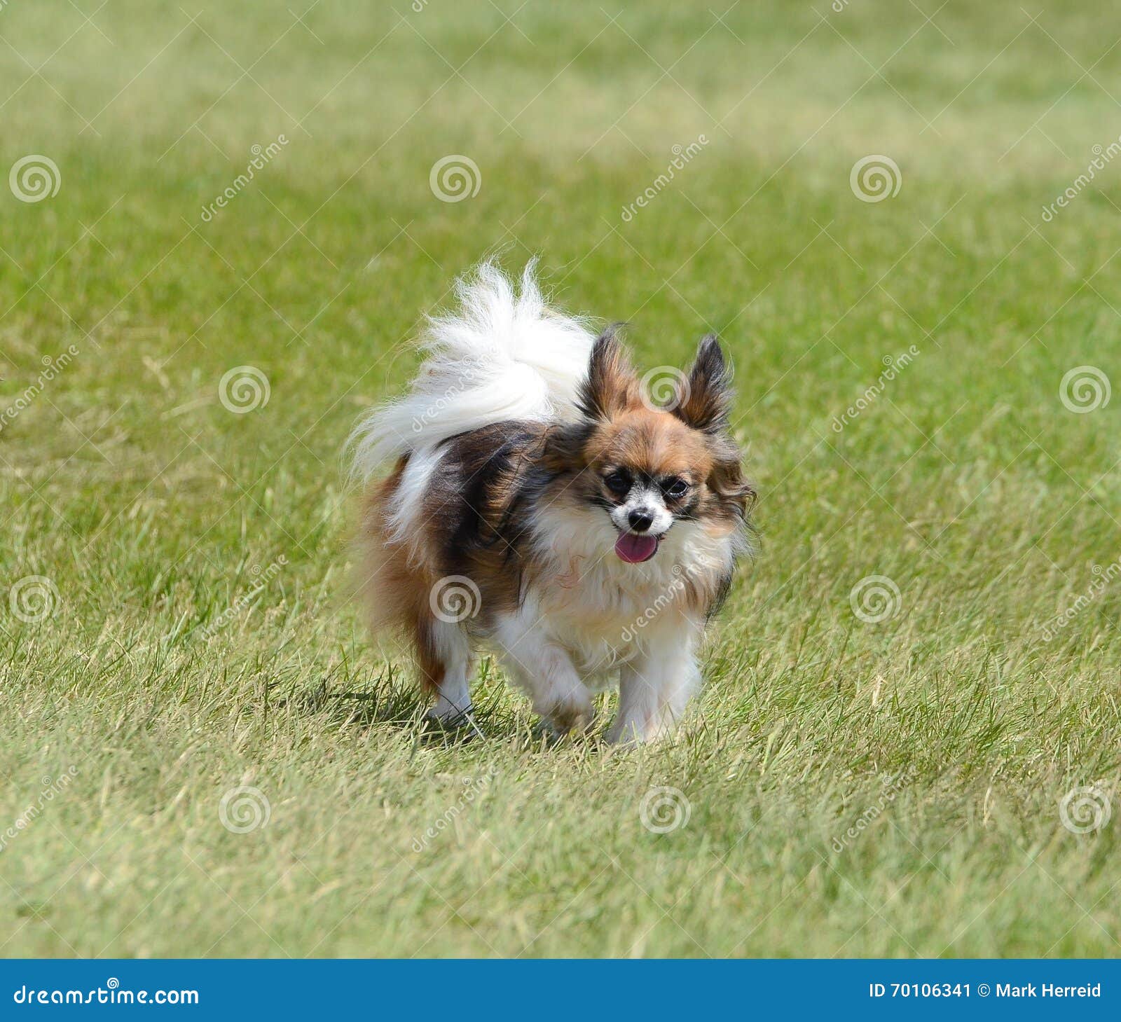 Papillon Dog on a Lawn stock image. Image of outside - 70106341