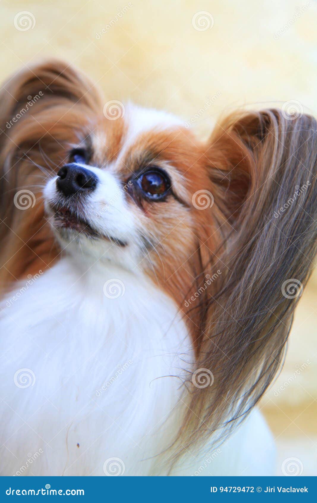 Papillon dog old lady stock photo. Image of continental - 94729472