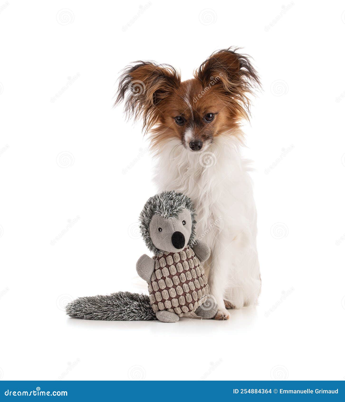 Papillon Dog with a Plush in Studio Stock Photo - Image of amuse ...