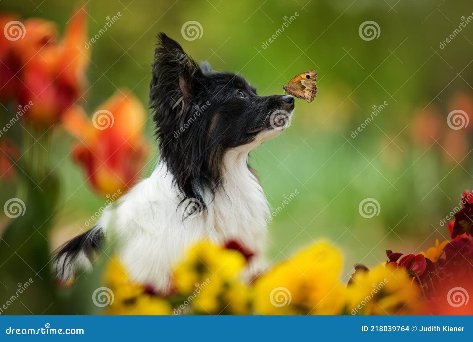 Papillon Dog Sitting between Spring Flowers Stock Photo - Image of ...