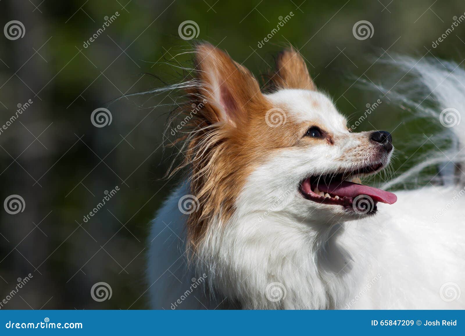 Papillon dog in the wind stock image. Image of white - 65847209