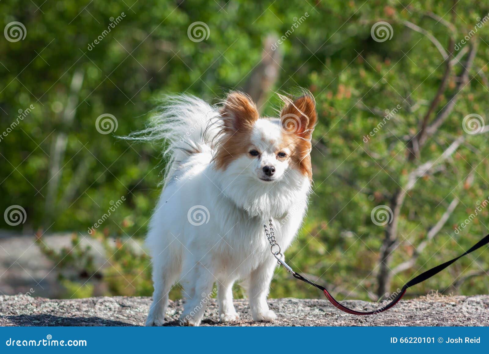 Papillon dog in the wind stock image. Image of little - 66220101
