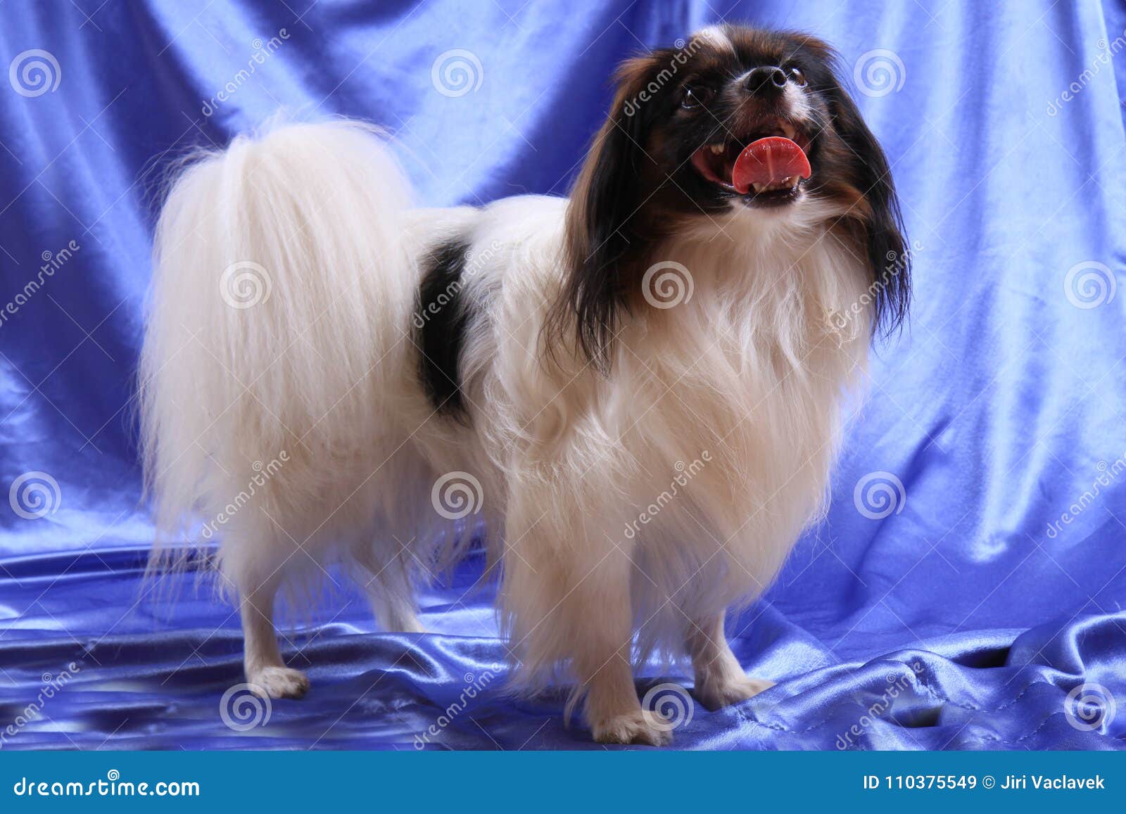 Papillon dog young lady stock image. Image of looking - 110375549