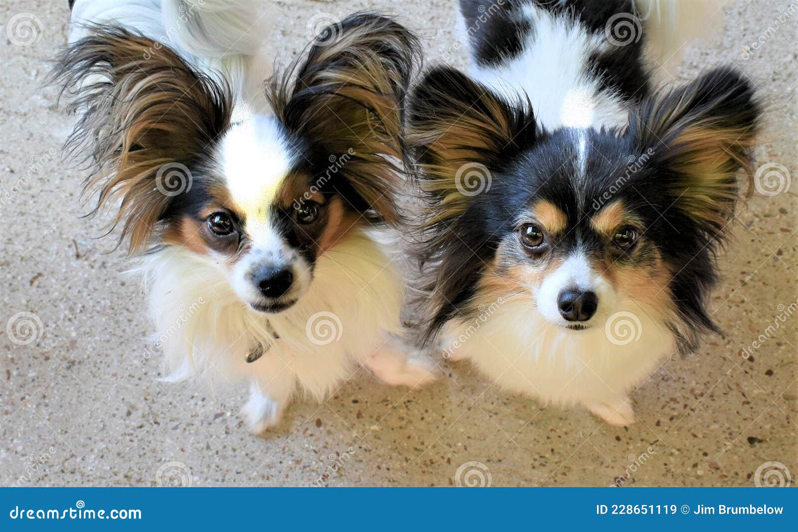 2 Papillon Dogs Side by Side Staring Up at Camera Stock Image - Image ...