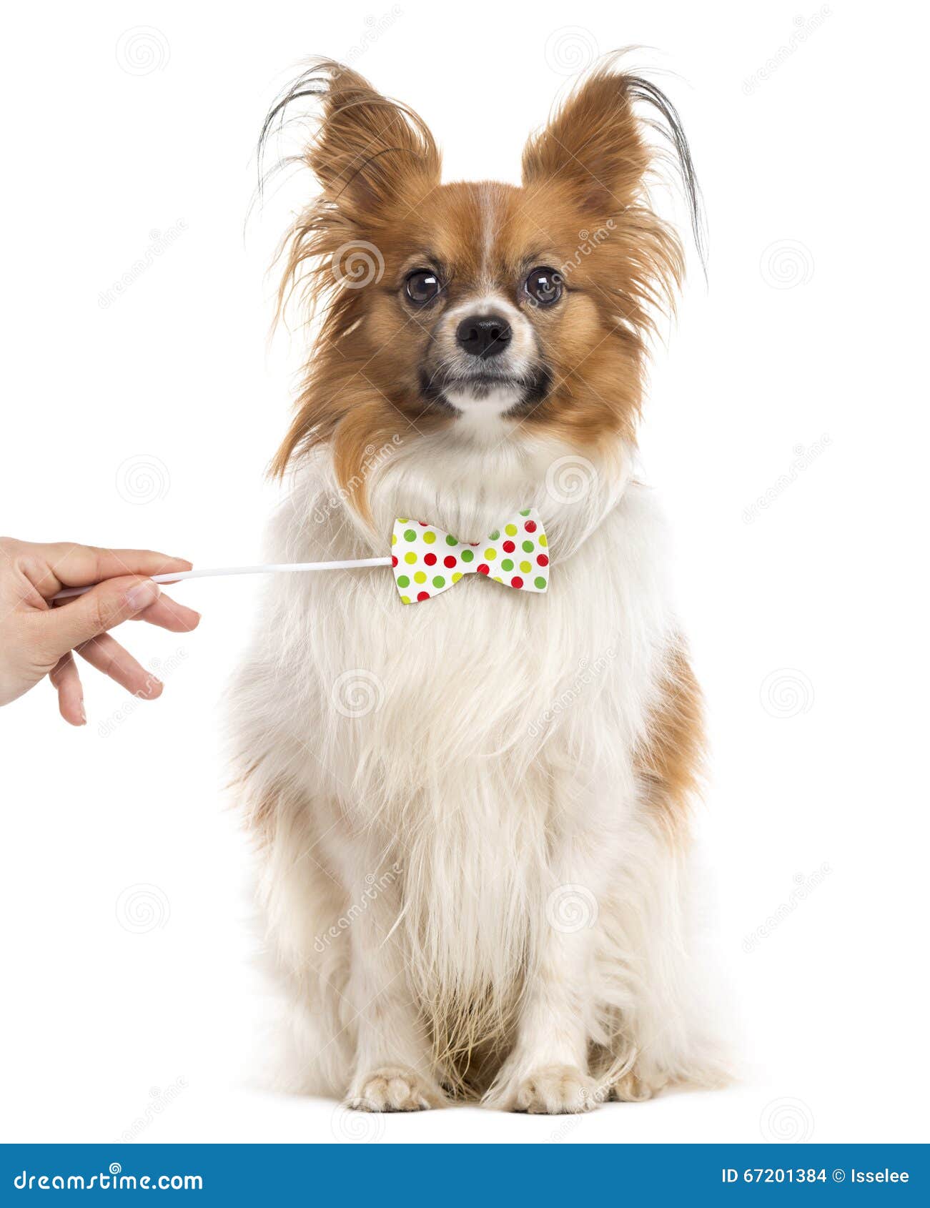 Papillon with a Funny Bow, Isolated on White Stock Photo - Image of ...
