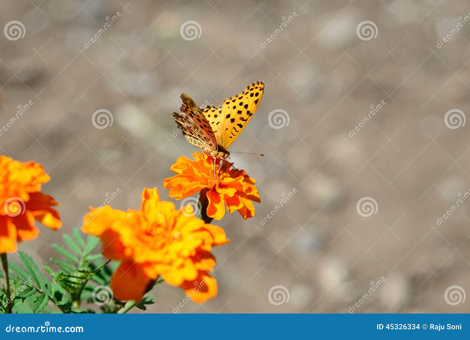 Papillon japonais photo stock. Image du sunlight, noir - 45326334