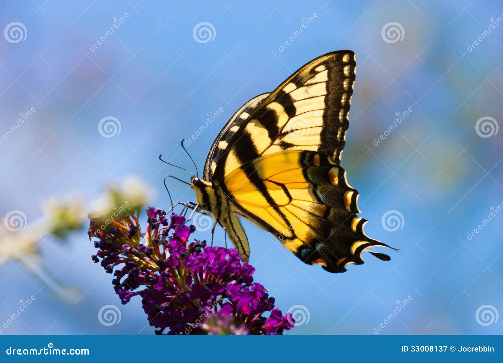 Papillon Jaune Lumineux De Machaon Image stock - Image of doux, faune ...