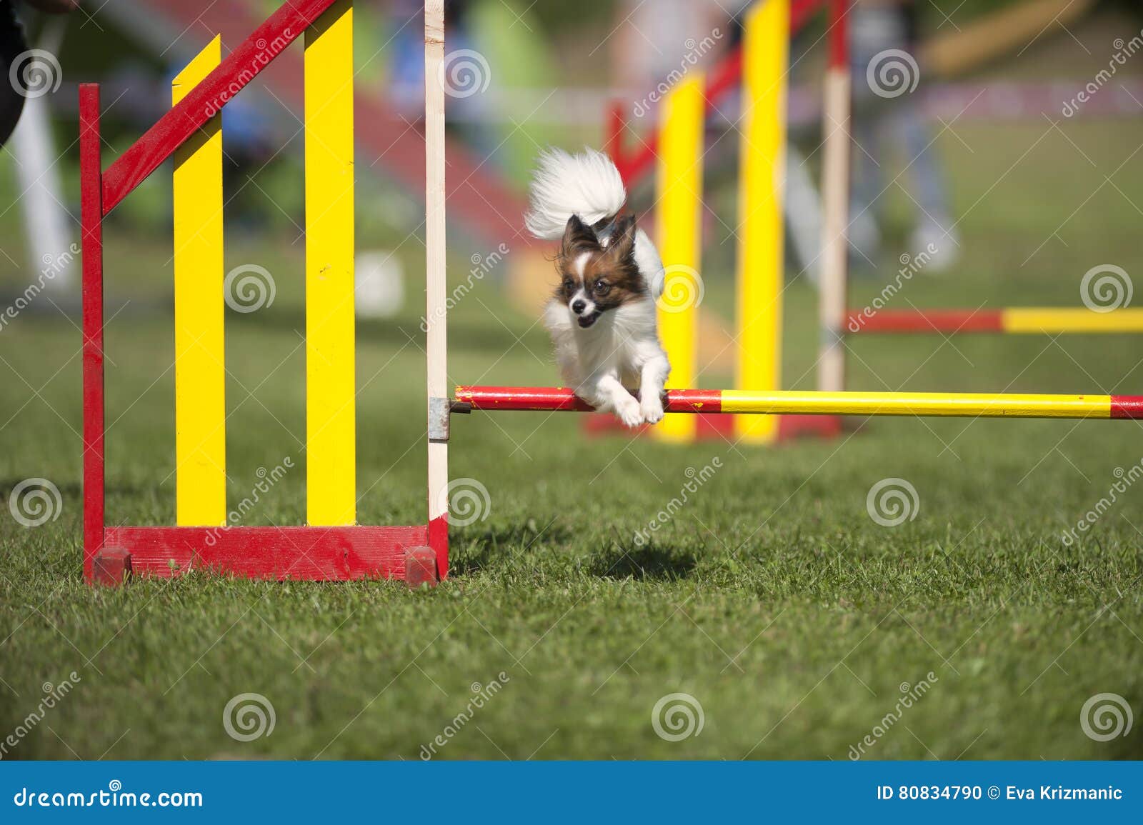 Papillon Jumping on Agility Competition Stock Photo - Image of ...