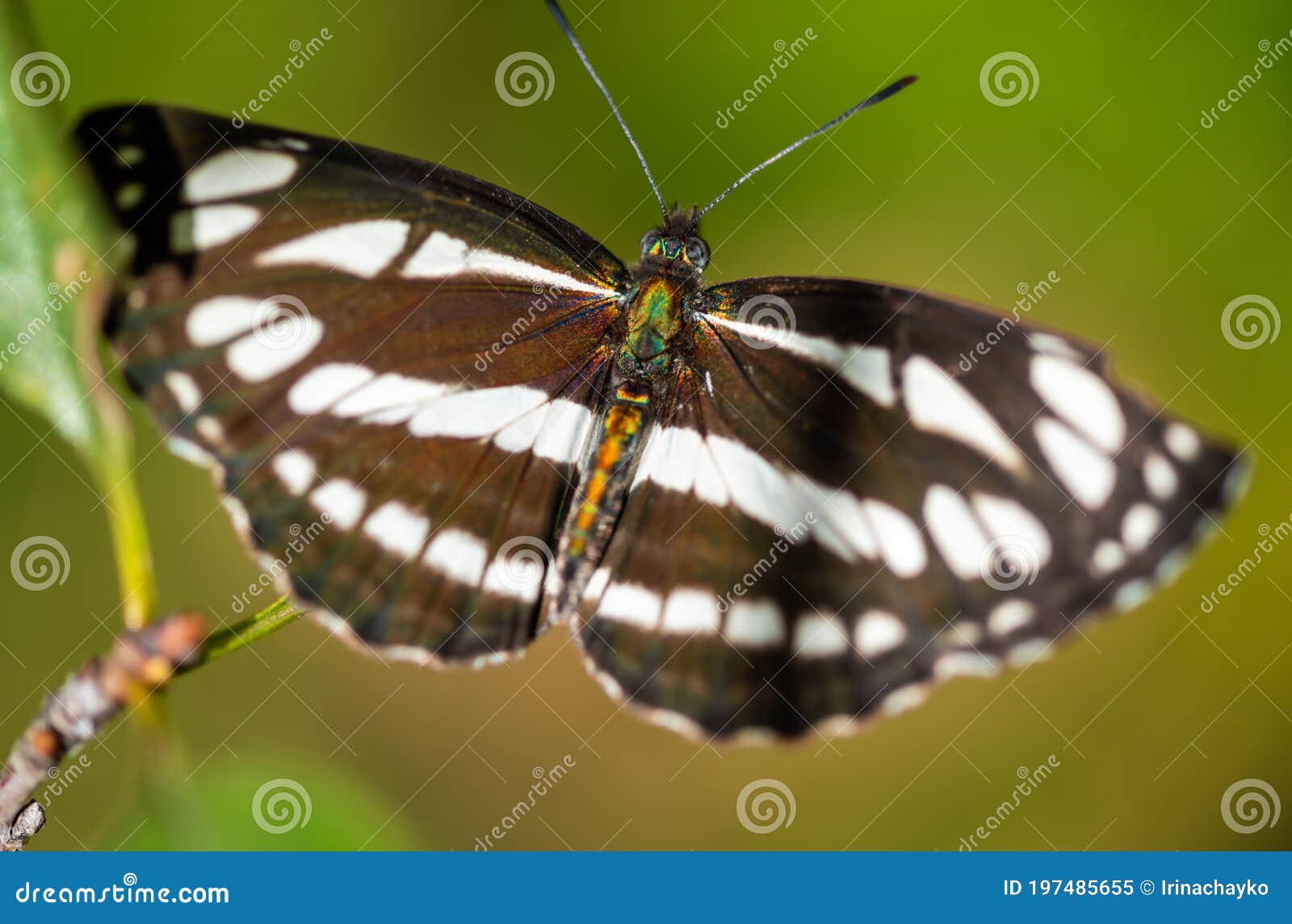 Papillon- Le Pilon Se Dore Au Soleil, En Gros Plan Image stock - Image ...