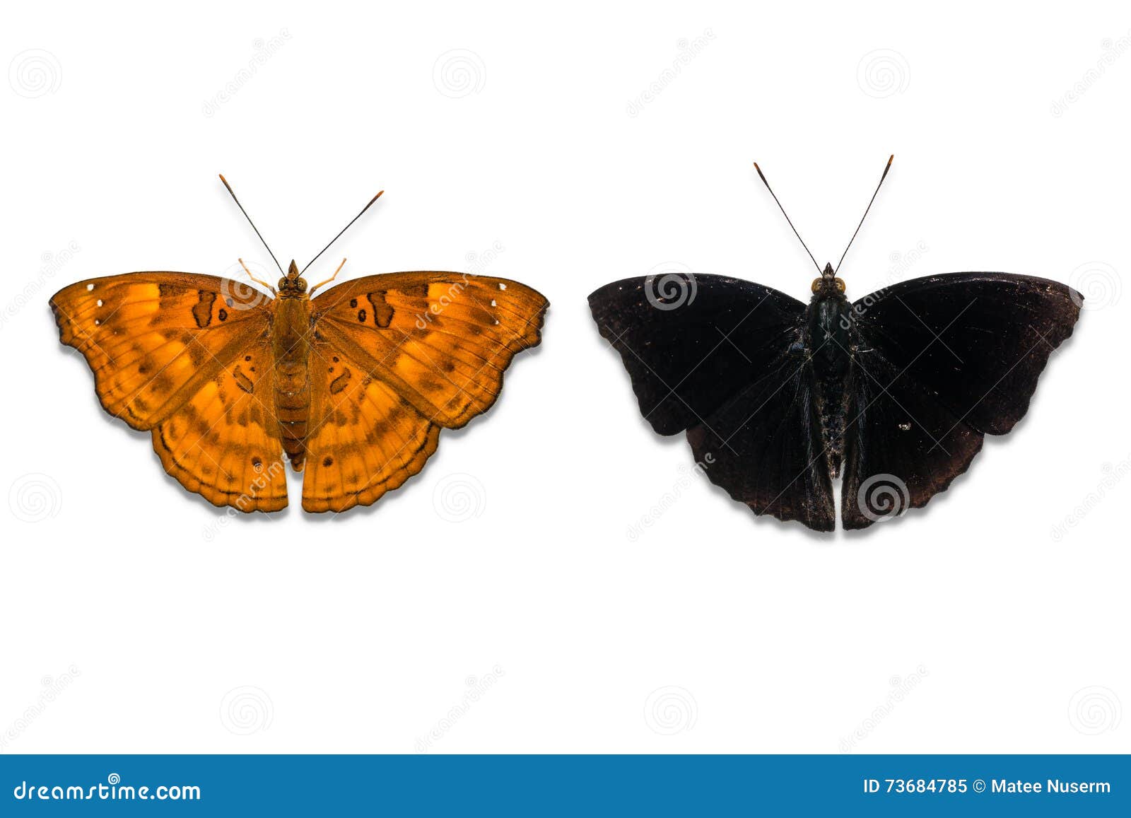 Papillon Noir Masculin De Prince Image stock - Image du anomalie ...