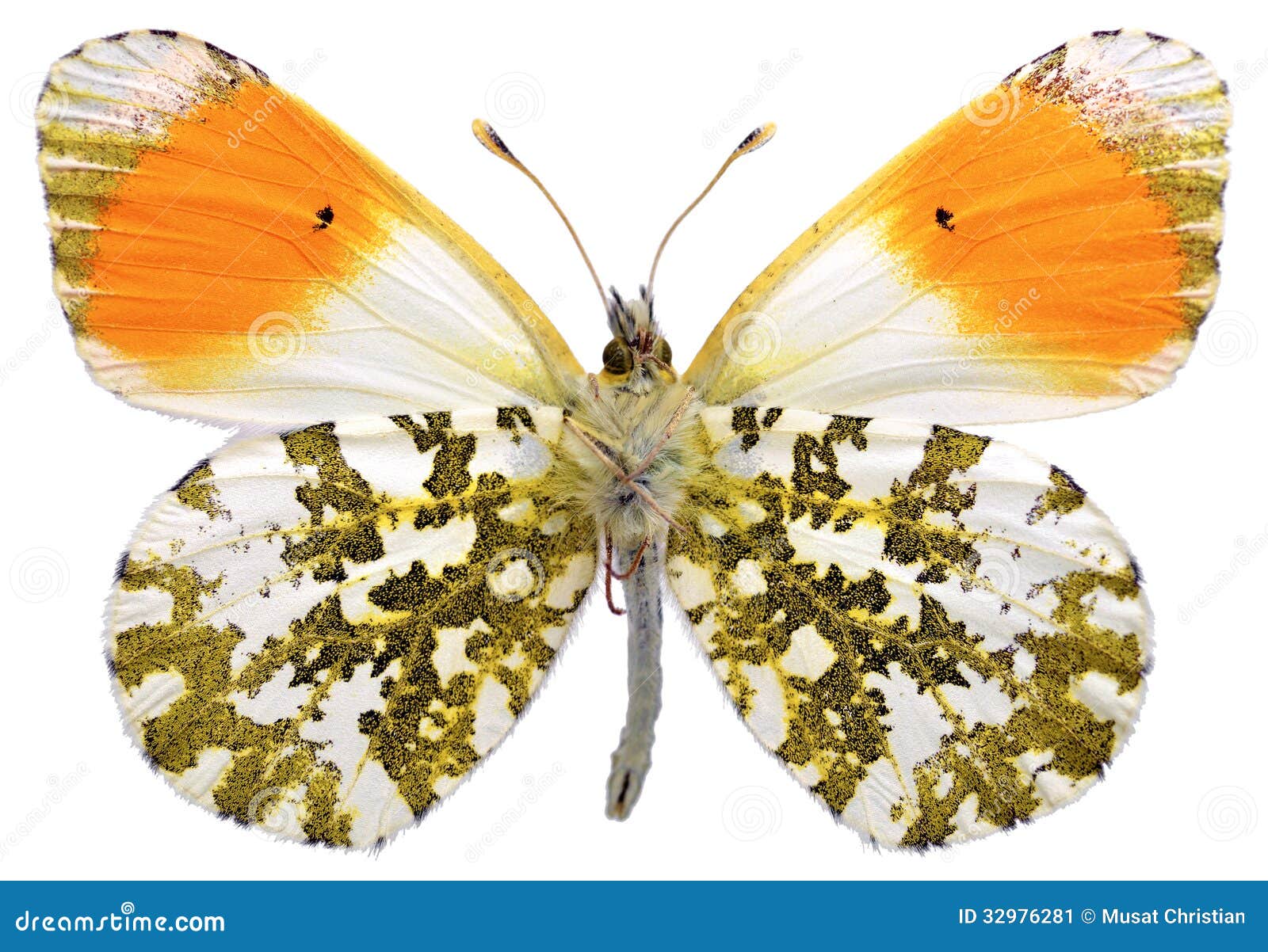 Papillon Orange D'isolement De Bout Image stock - Image of aile ...