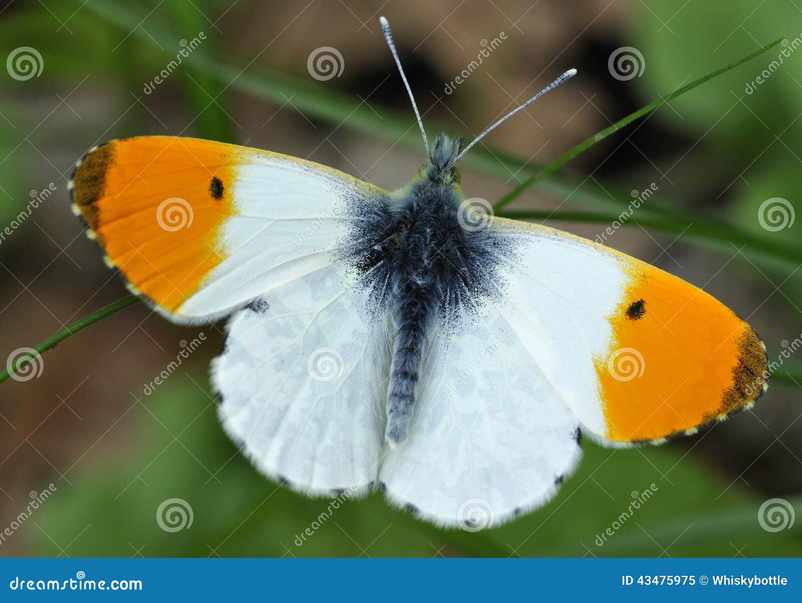 Papillon orange de bout image stock. Image du sauvage - 43475975